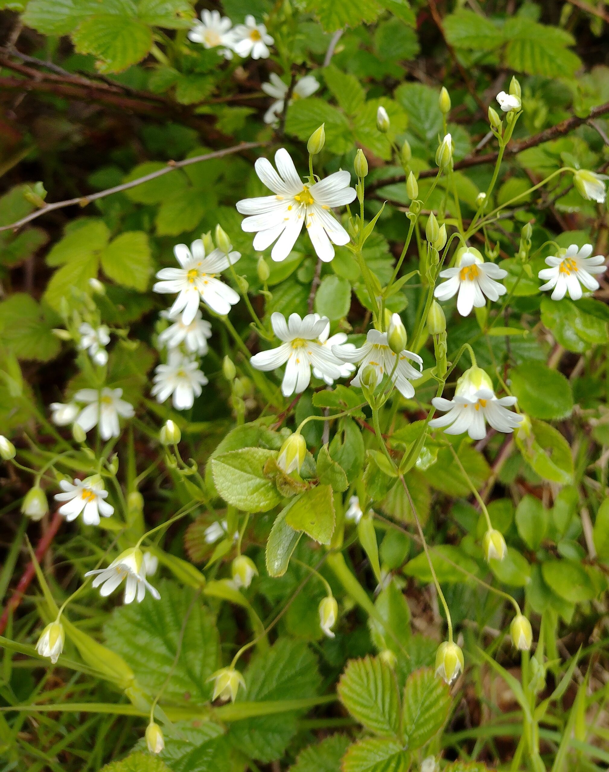 Quality of life is all important – Asbestos Support Central England